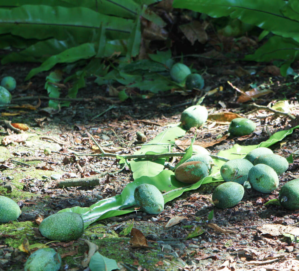 Alishan Ai Yu Jelly Seeds | Yun Hai Taiwanese Pantry